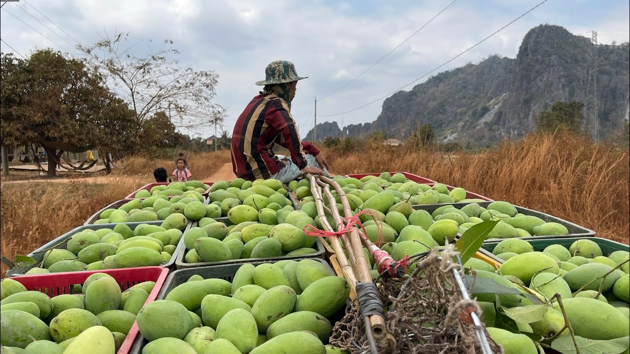 Harvesting Mango fruit - Beautiful Mango Farming In my Village - YouTube