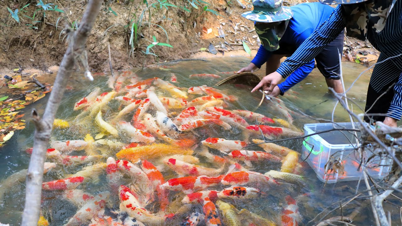 Wow !! Super Video Fishing Catch Up A lot of Goldfish In River Found by ...