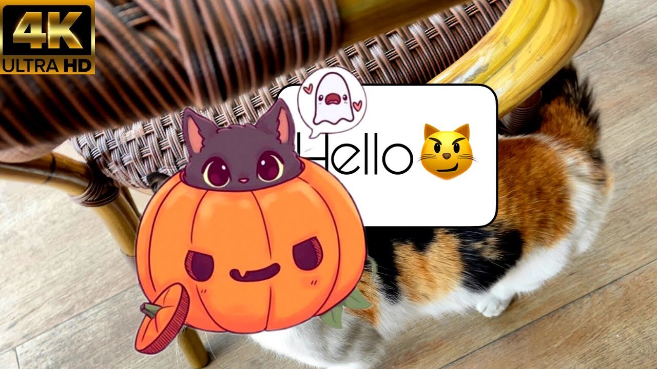 cat running between tables in cafe 🐈 video for kids 🌺 cute cats 😼 - YouTube
