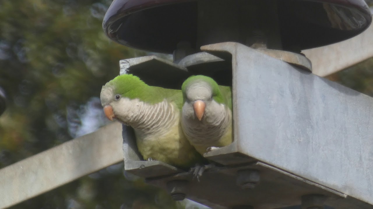 Wild Monk Parakeets in Dallas Texas - YouTube