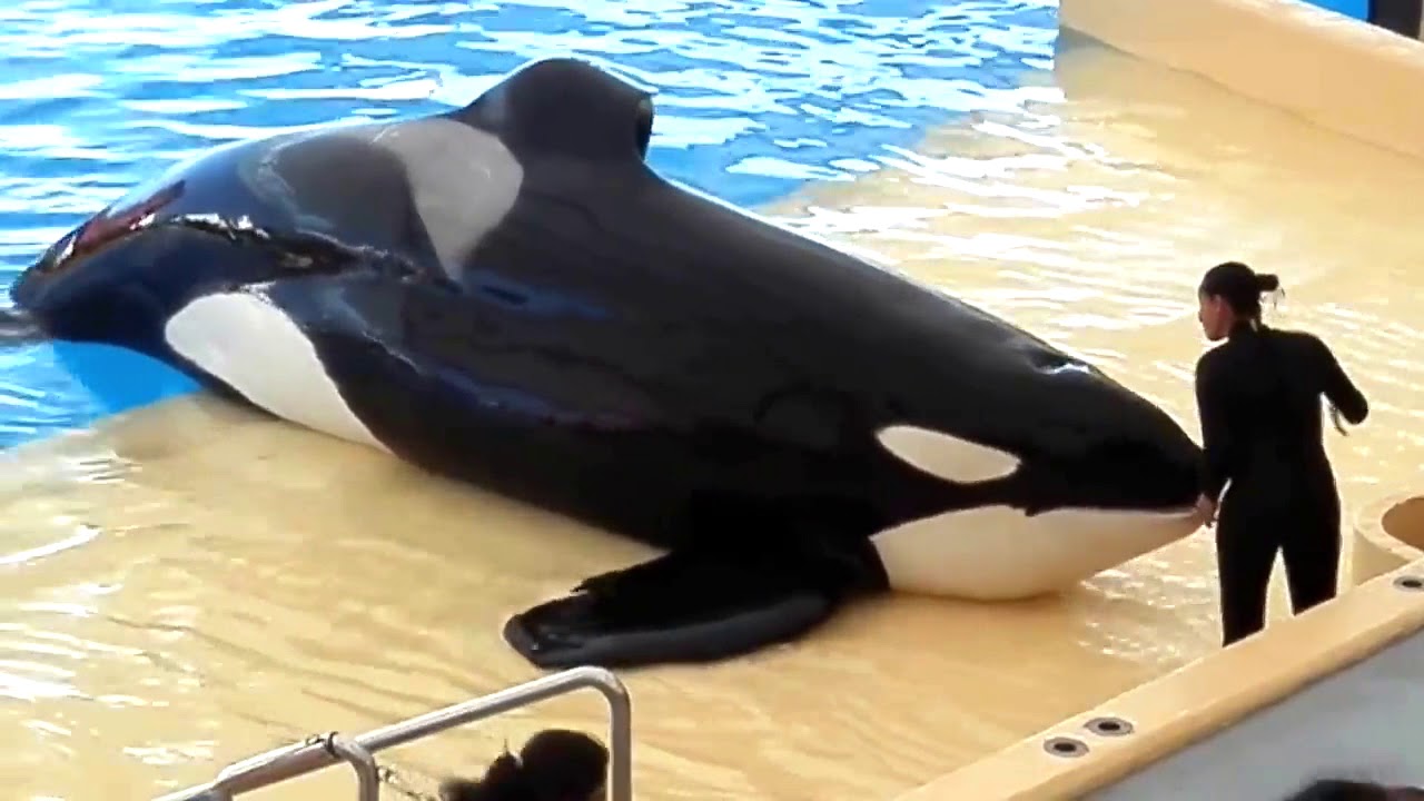keto (Loro Parque) - YouTube