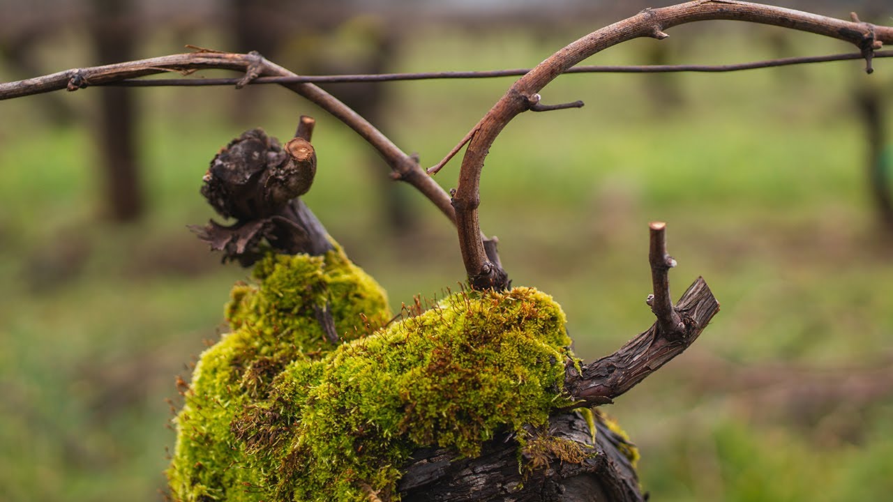 Pruning at Brooks - YouTube