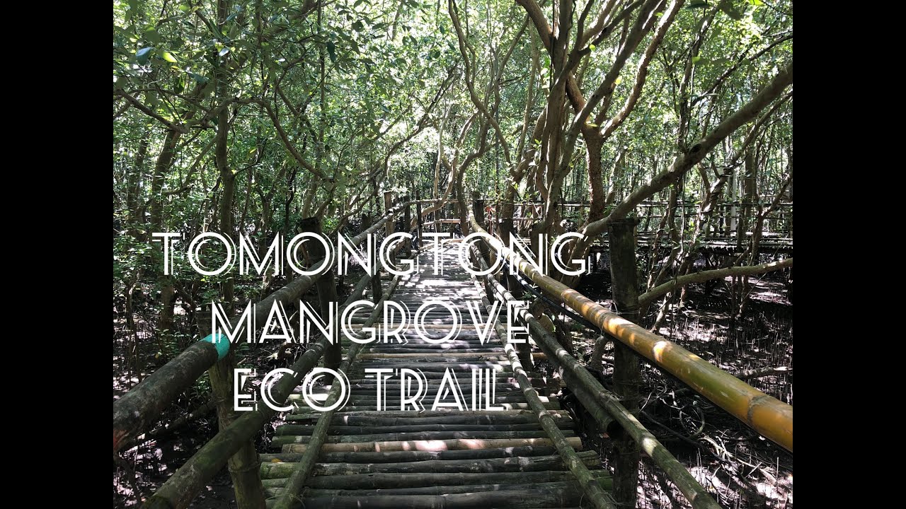 Roadtrip 2022: EB Magalona (Tomongtong Mangrove Eco Trail) - YouTube