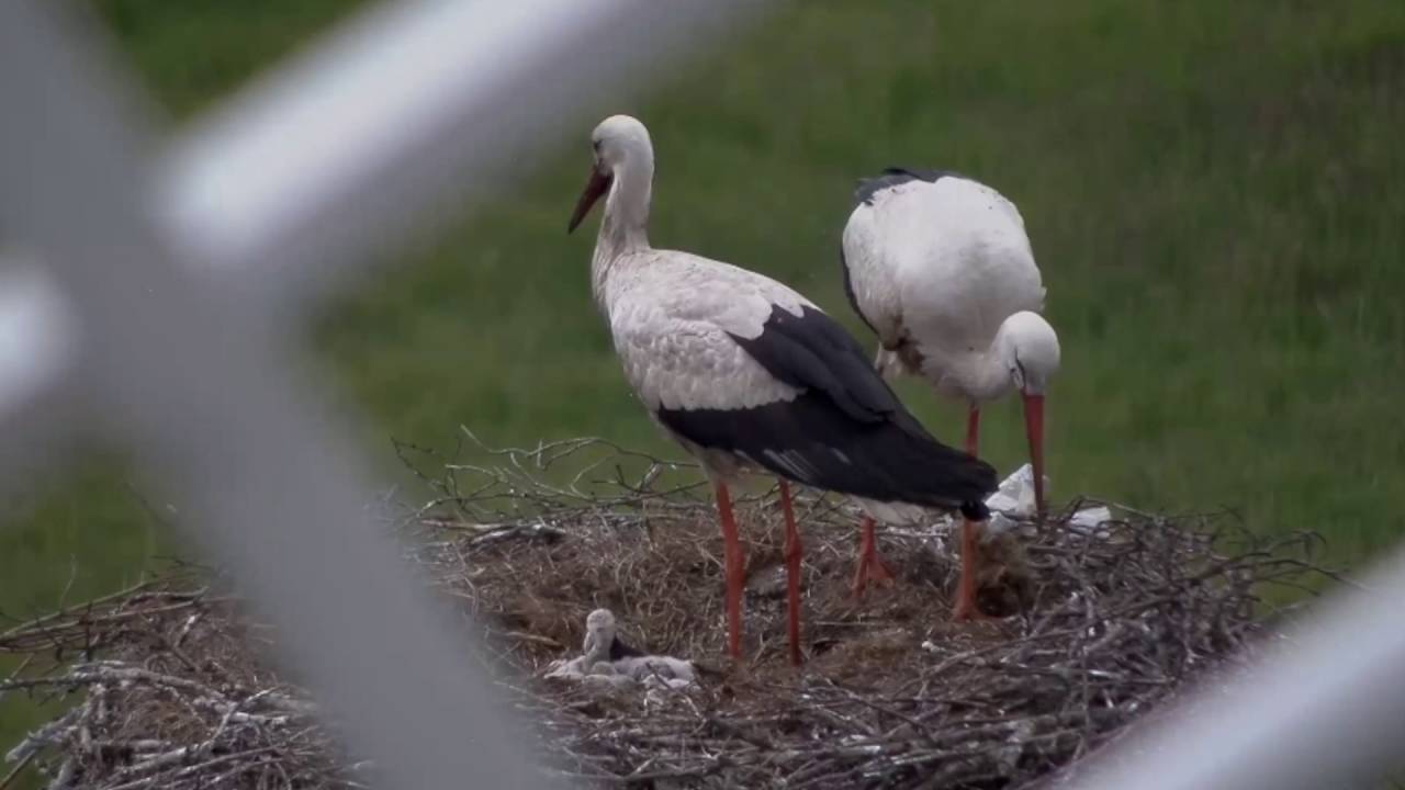 Storche in Barßel - YouTube