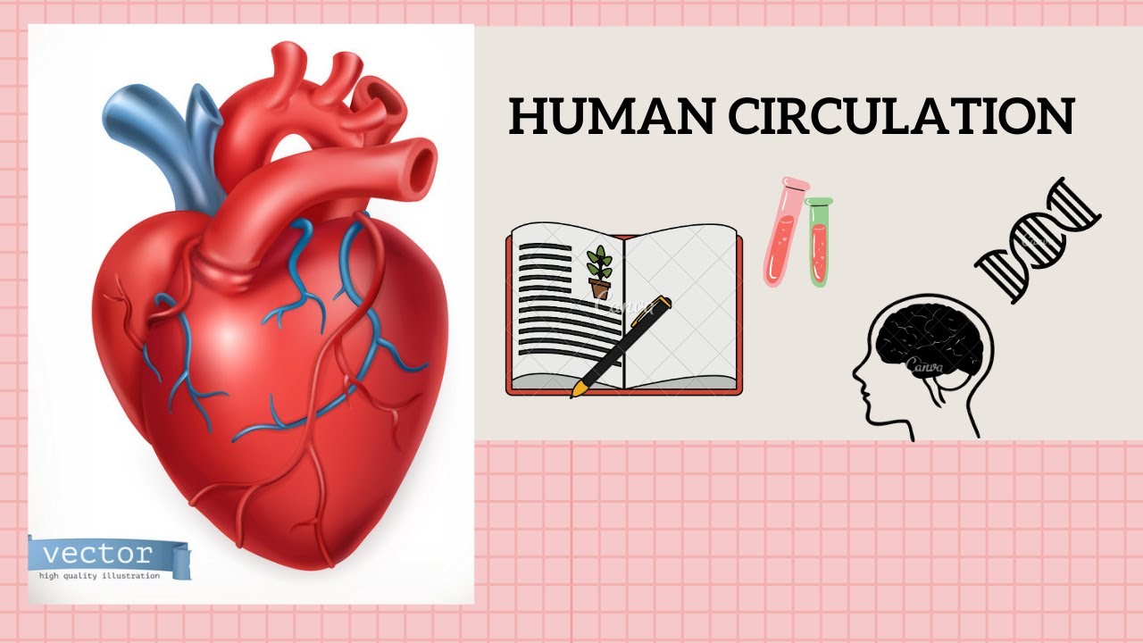 HUMAN CIRCULATION | ALL BASIC PARTS | GAYATRI AUTEE - YouTube