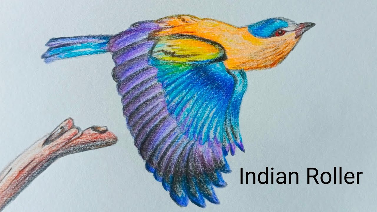 How to draw a Indian Roller. Bird drawing. - YouTube
