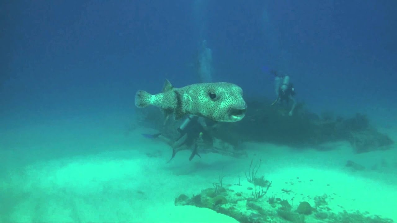 Huge Puffer Fish - Scuba in Sint Maarten / Sint Martin - YouTube