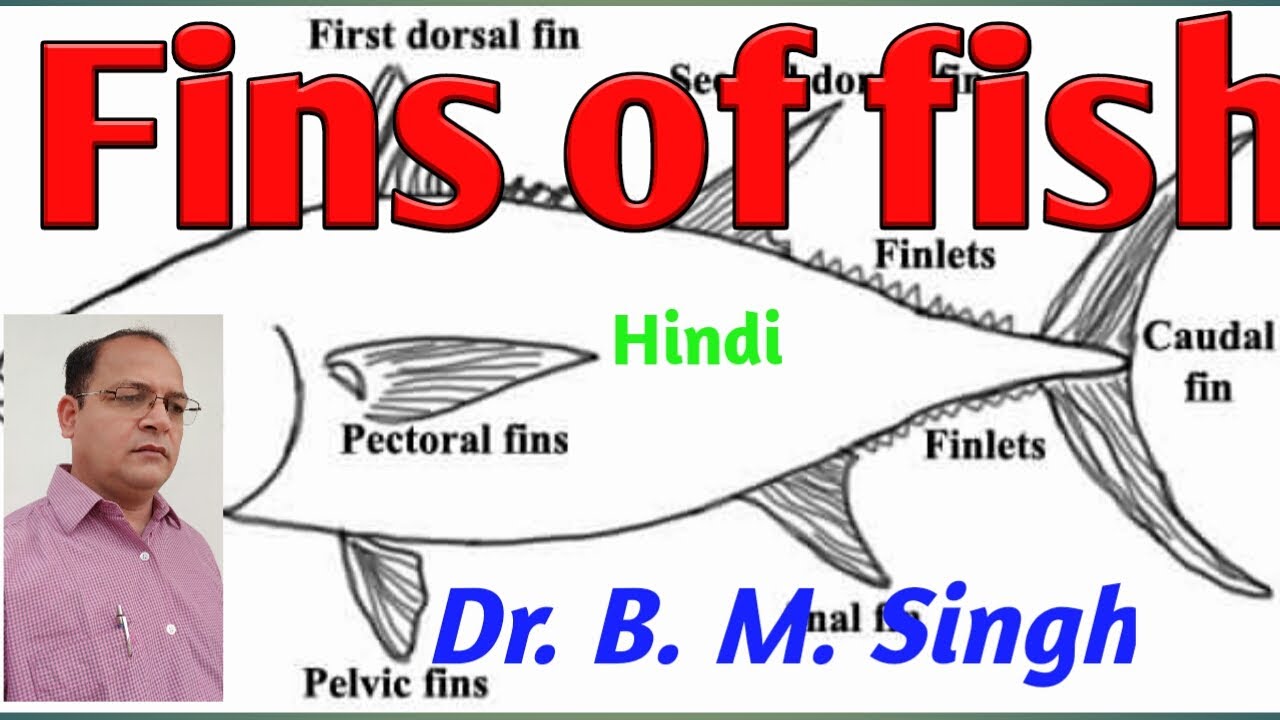 Fish fin Hindi - YouTube