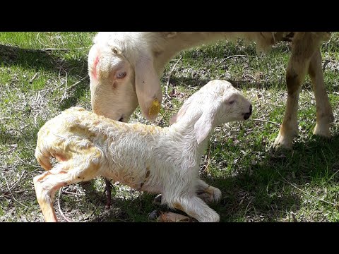 RABBİMİN BEREKETLERİ🤲EVİMİZİN TAVANINI BOYADIK👍SONUNA GELDİK SÜKÜR🤲