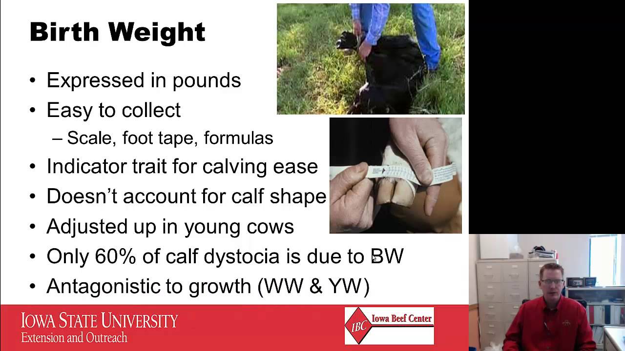 EPD Basics: Part 1 -- Calving Ease - YouTube