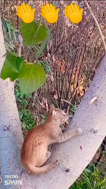 😺 Aakashi learning how to climb on the tree 🐈‍⬛👍🔥#trending #yt # ...