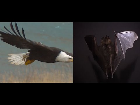 Eagle vs Bat: The Ultimate Flight Showdown - YouTube
