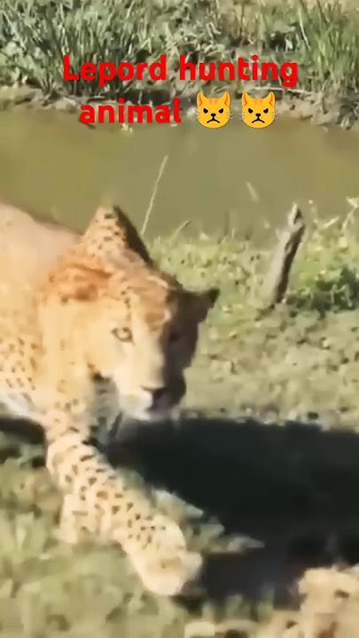 Unlucky Animals Horrifyingly Swallow By Giant Pythons, This Is What ...