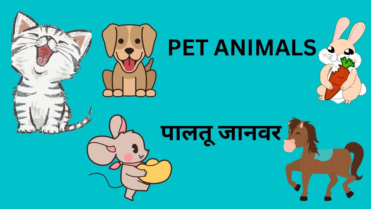 Pet animals |Domestic animal|paltu janawaron ke naam|पालतू जानवरों के ...