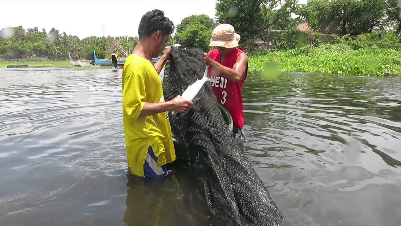 "Pukot" fishing (Taal Lake Philippines) - YouTube