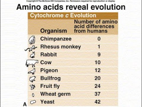 Cytochrome C: Mitochondrial DNA Hierarchies - Patterns by Descent or ...