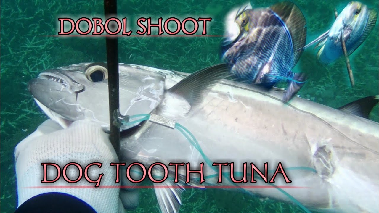 MEMANAH IKAN DOG TOOTH TUNA DAN DOBOL SHOOT - YouTube