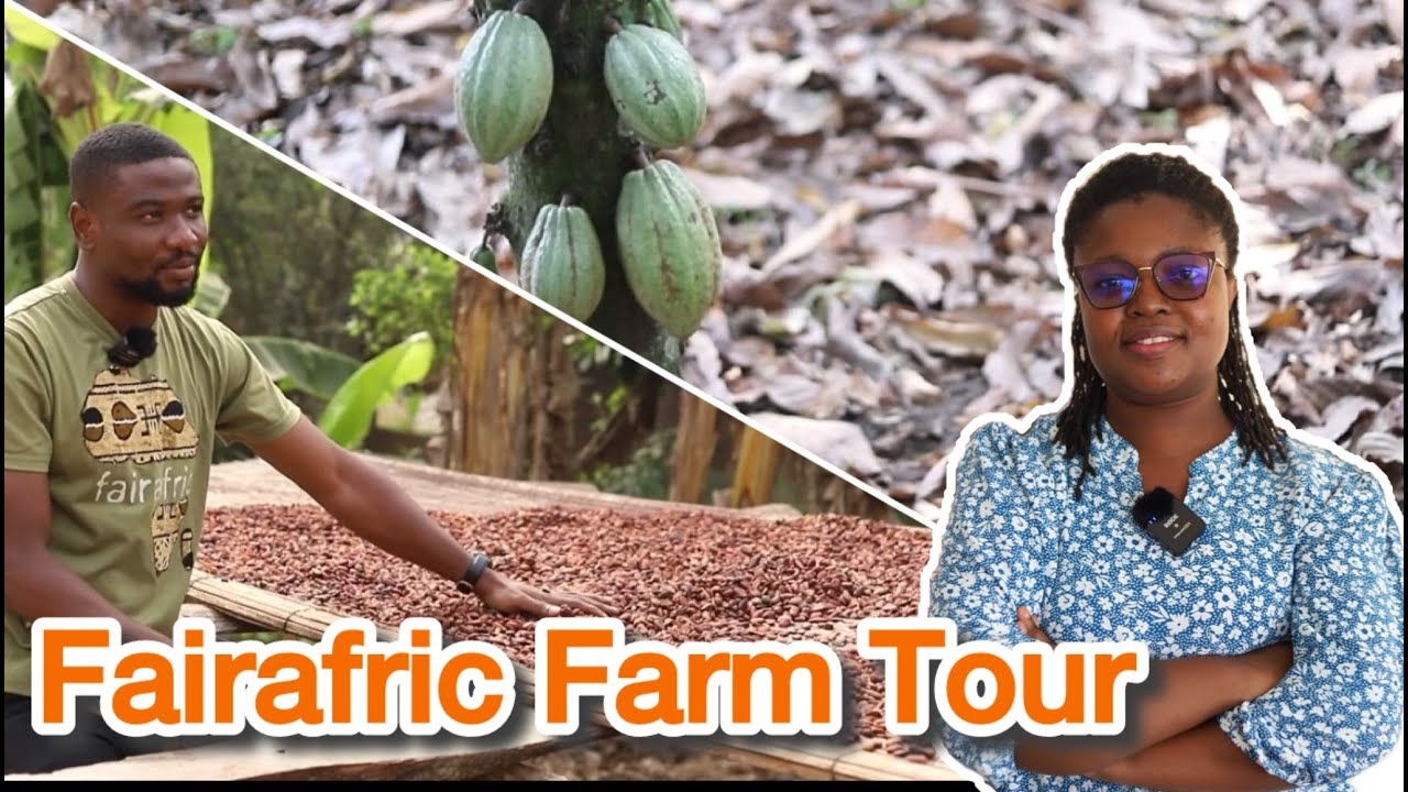 Exploring Organic Chocolate Production: A Cocoa Farm Tour Experience ...