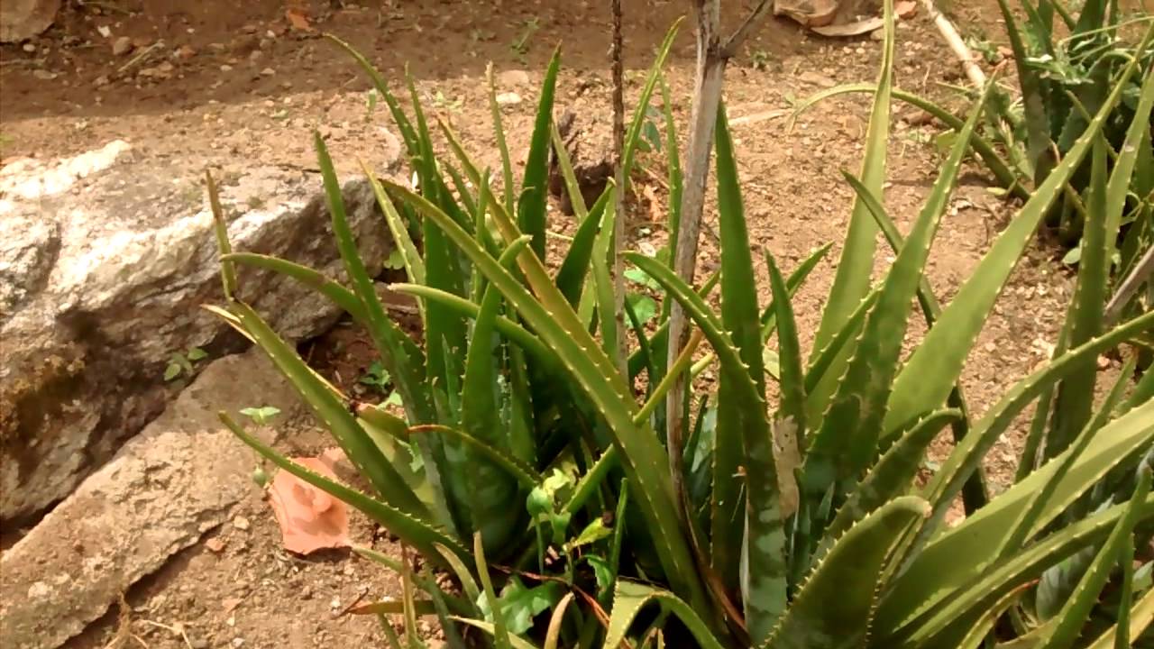 Babosa AfricanaAloe humilis - YouTube