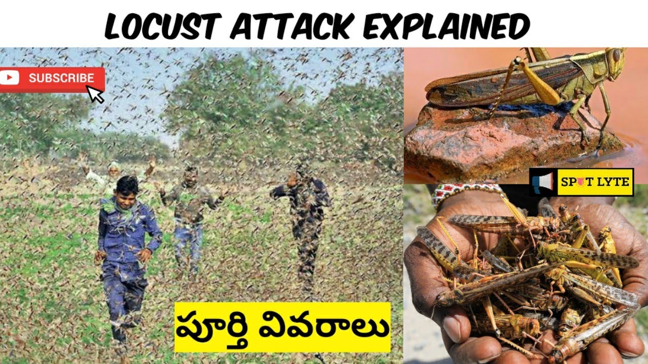 HOW LOCUST ATTACKED IN INDIA || LOCUST ATTACK IN INDIA || SPOTLYTEVIEWS ...