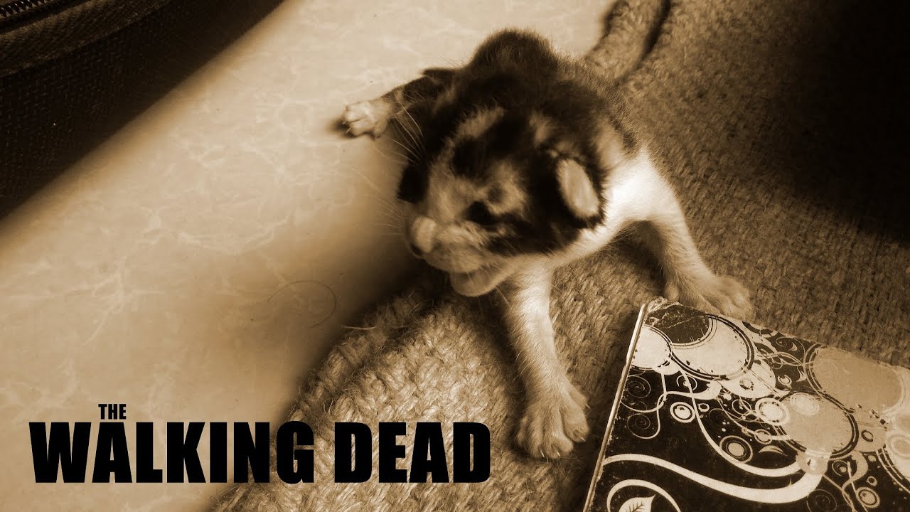 The walking dead cat - YouTube