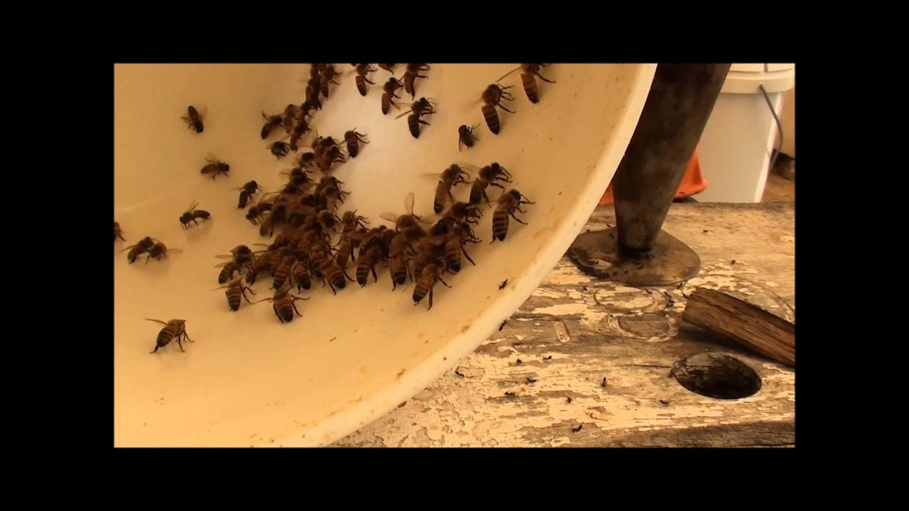 BEEKEEPING: Honeybees Cleaning Up & Bee Talk #2. - YouTube
