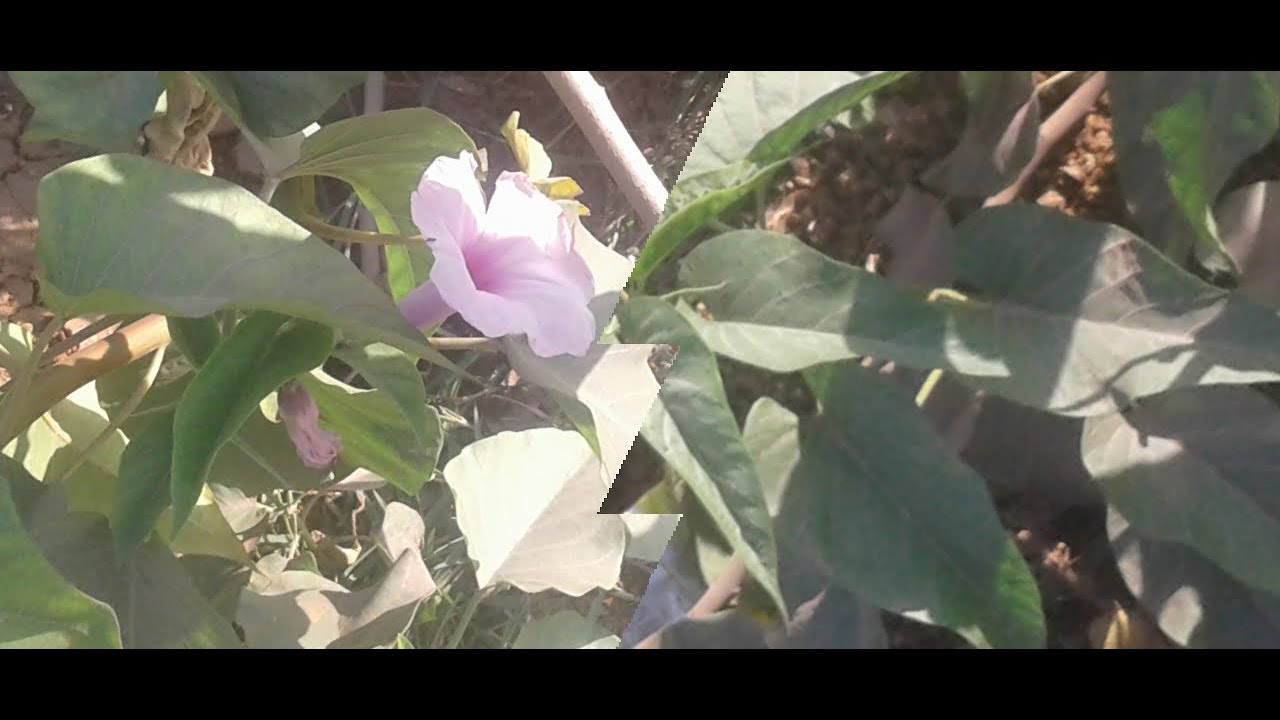 The Scientific/Botanical name & taxonomy of Beshram plant| Behaya ...