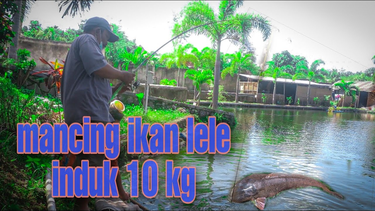 Mancing ikan lele super besar - YouTube
