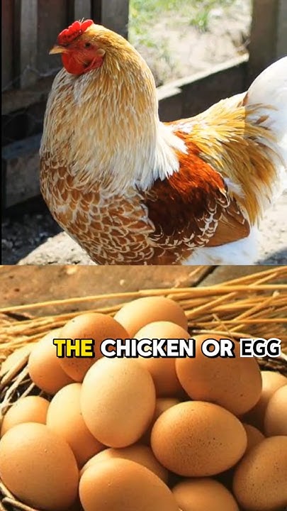 SOLVED: Chicken or Egg? 😐 - YouTube
