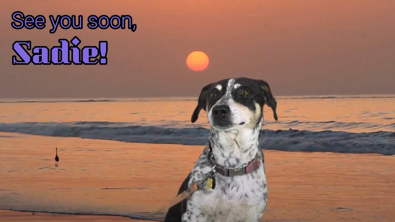 Sadie Burns is at PawTown! - YouTube