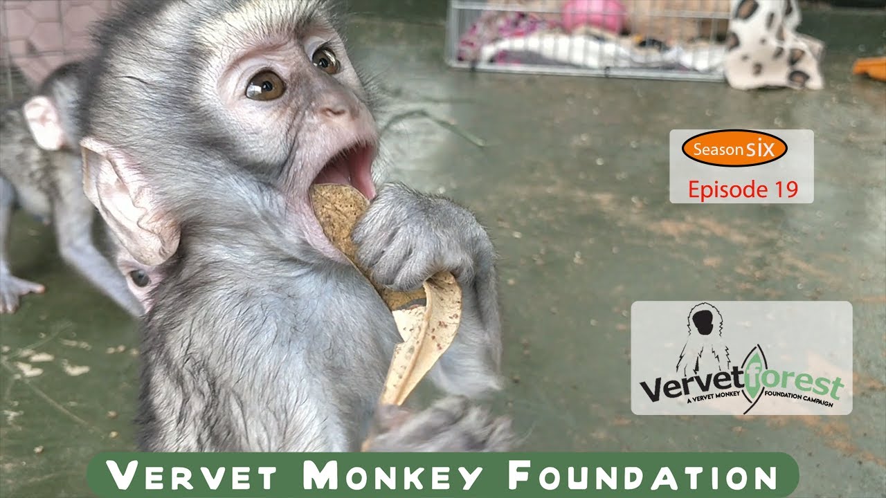 Today, we're excited to share with you the heartwarming story of Taro the largest orphan baby ...