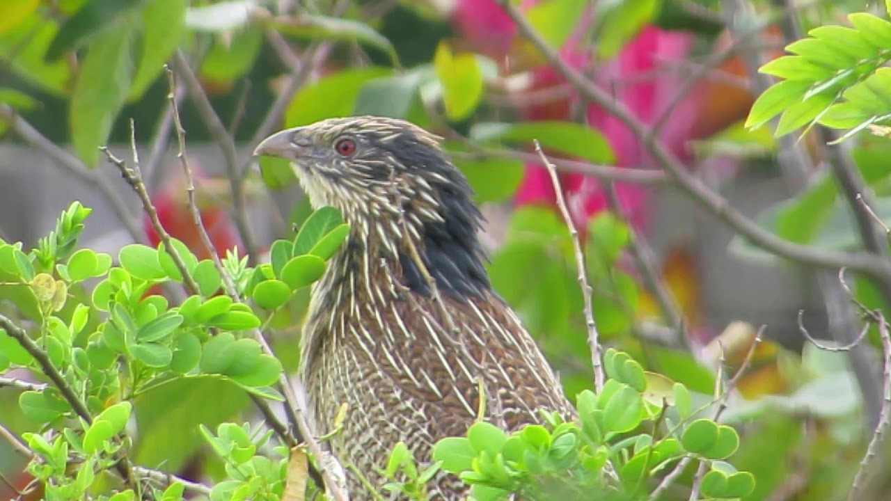 Garry Clark Video Australian Pheasant 1 - YouTube