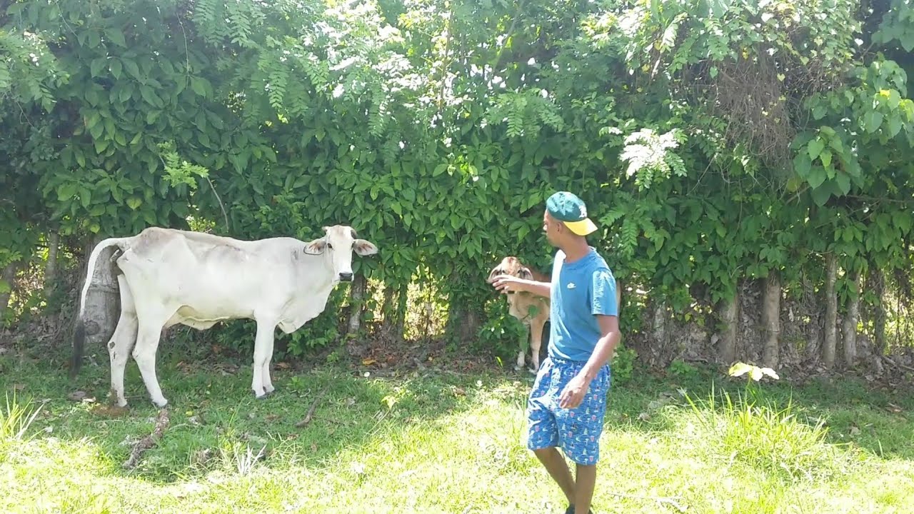 LOS PELIGROS DE ENCONTRARSE CON UNA VACA GUAPA (THE DANGERS OF MEETING ...