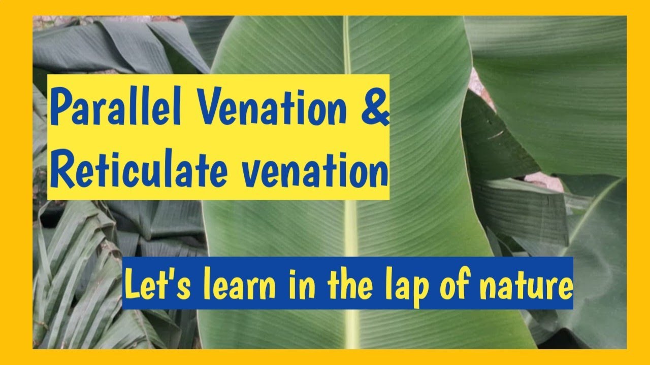 Difference between parallel and reticulate venation - YouTube