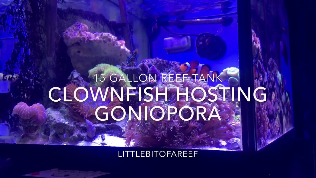 Clownfish Hosting Goniopora Coral - 15 Gallon Reef Tank - YouTube