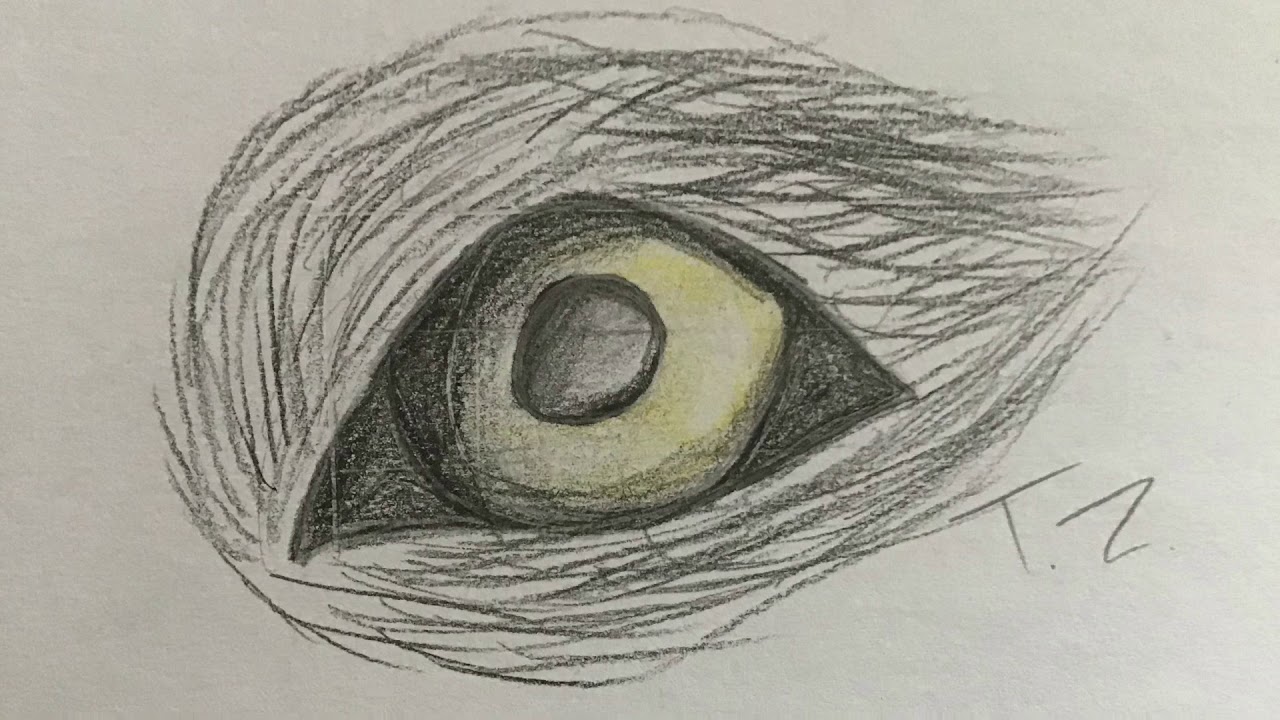 How to draw a realistic wolf eye for beginners! - YouTube
