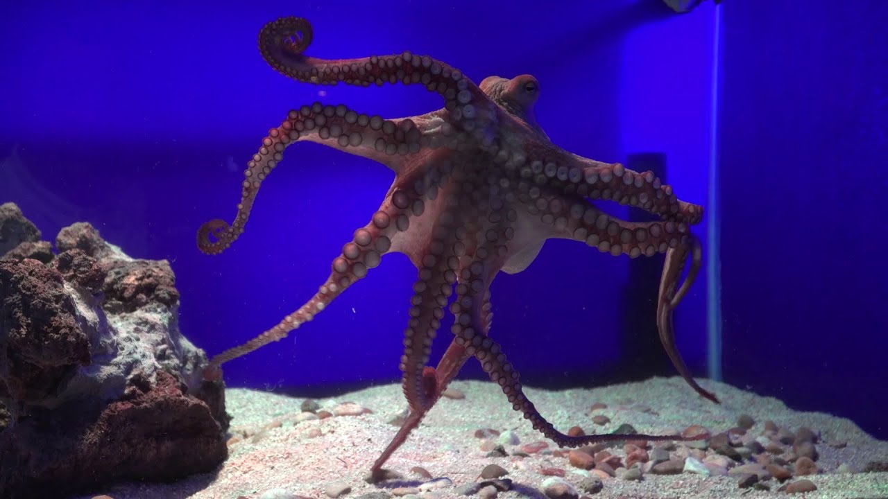 Pulpo del Acuario - YouTube
