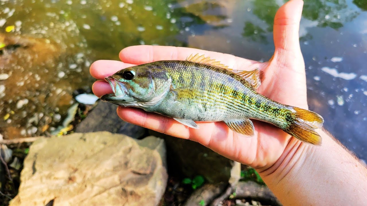 Exploring a Beautiful Alabama Creek in Search of a RARE Fish ...