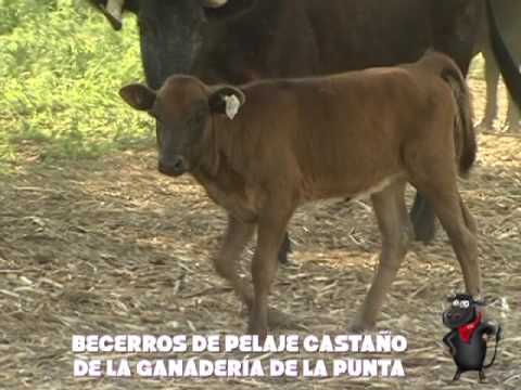 Con Capotes y Muletas Vamos a Jugar... Entrevista Ganadería de la Punta ...