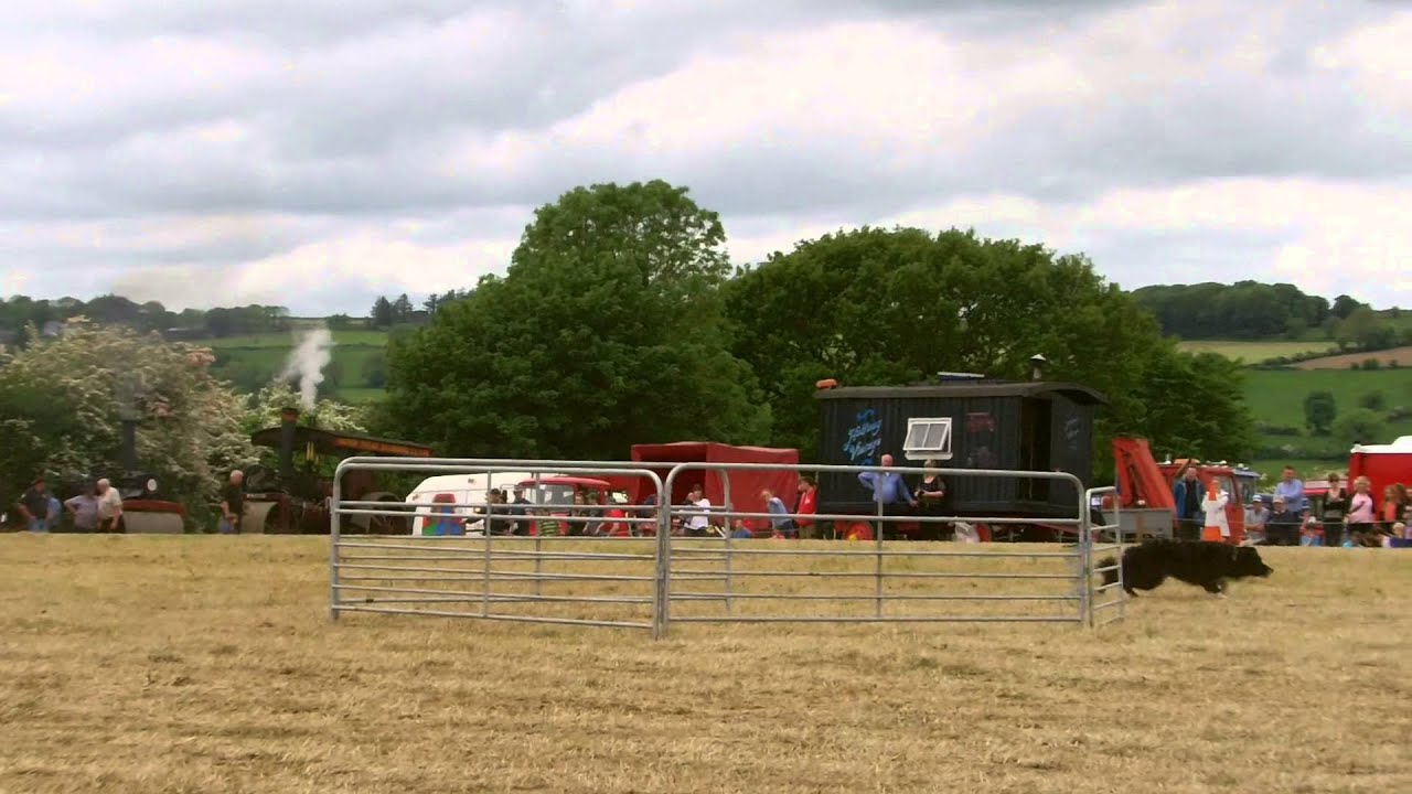 Sheepdogs Trial - Innishannon Vintage and Steam Rally 2015 [HD] - YouTube