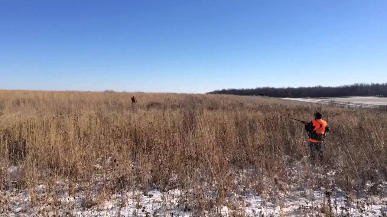 Pheasant Hunting in NE Iowa - YouTube