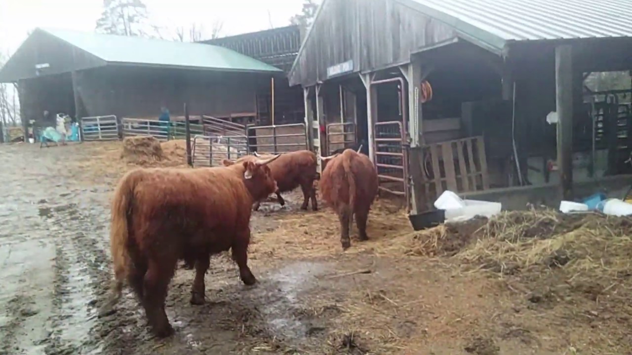 Cow Escape - YouTube