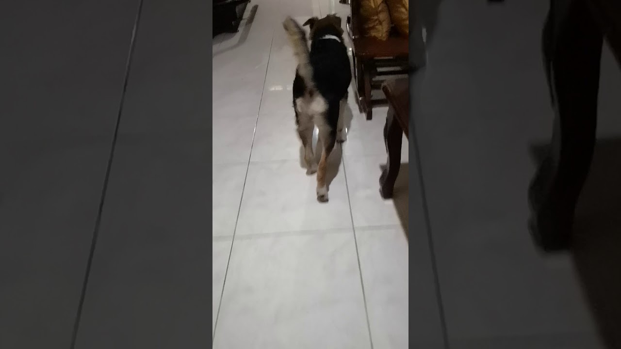 Butchik Inside the house September 20. 2019 - YouTube