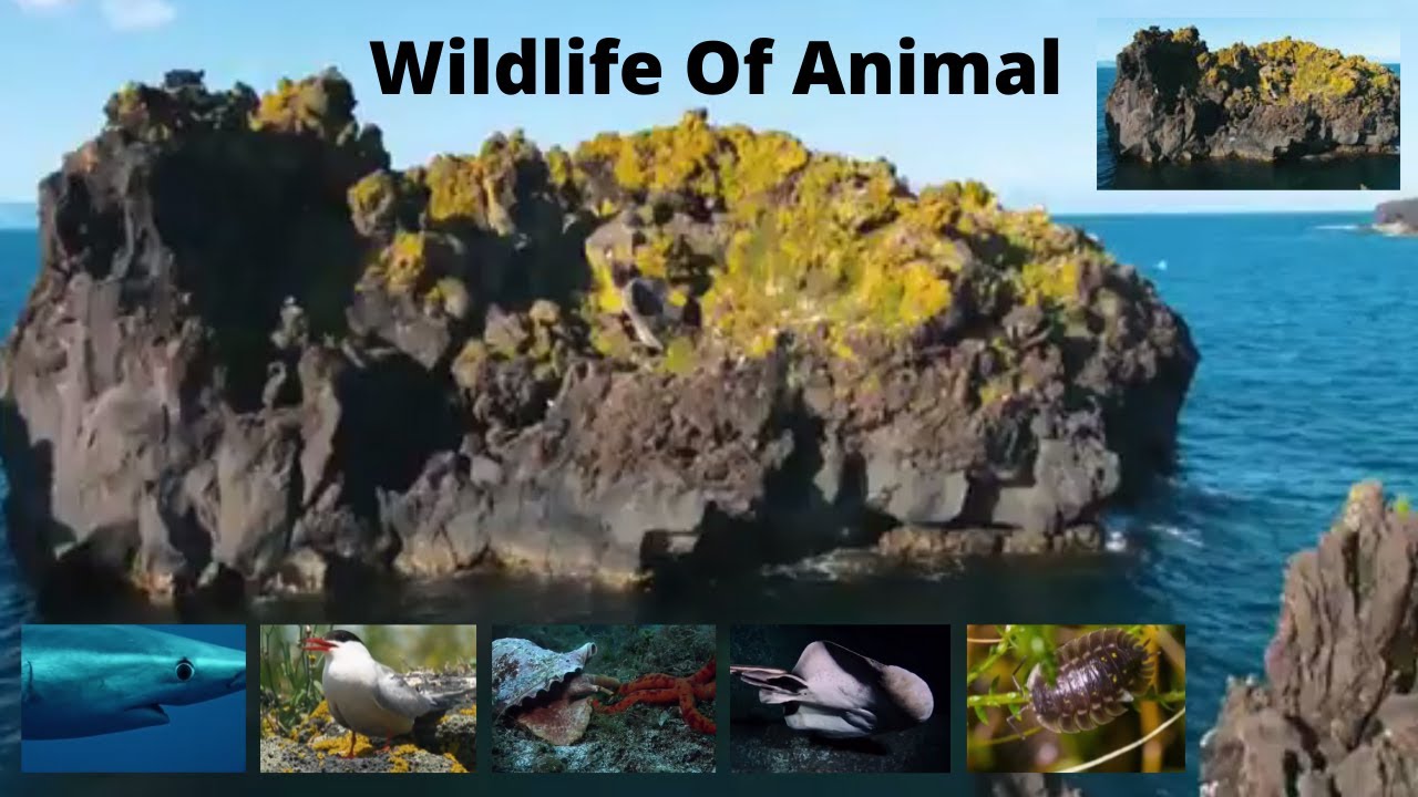 National Geographic Documentary Of Animal 2021 - YouTube