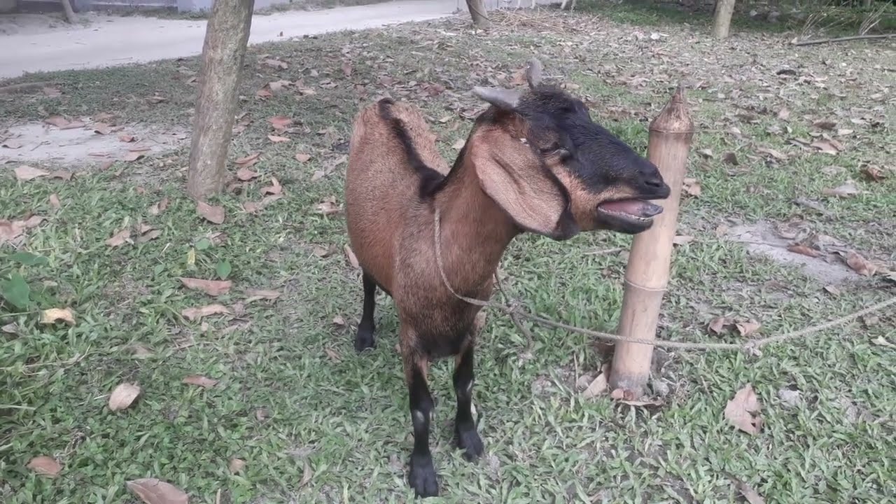 funny goat video | goat video | goat sound | goat ba ba sound - YouTube