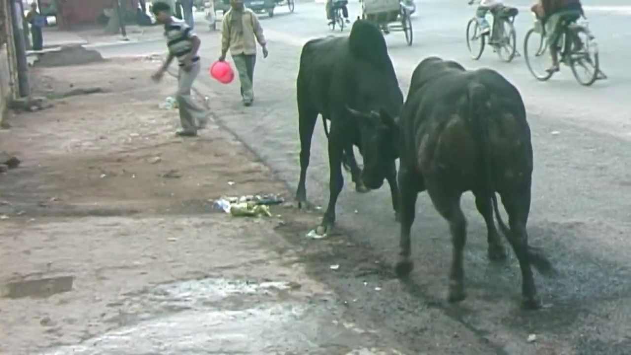 Two indian cows(bulls) fight accident in Varanasi !! - YouTube