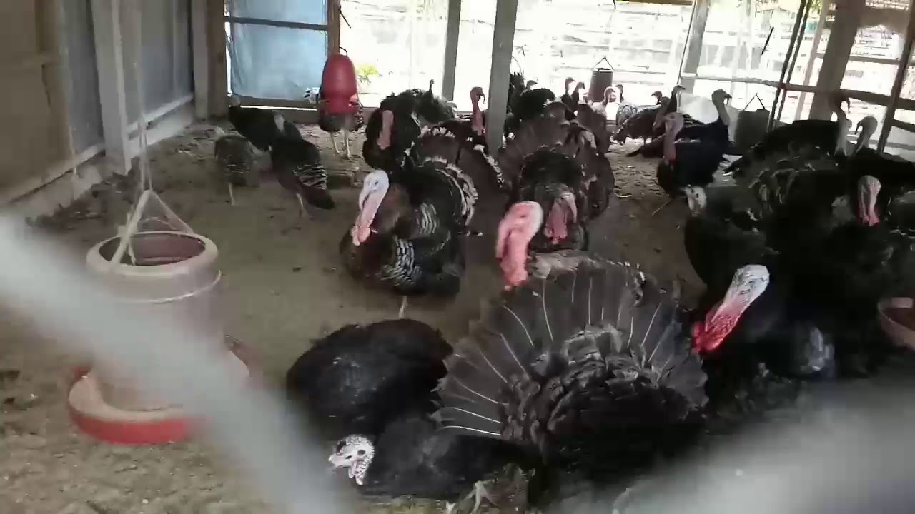 turkey murgi - YouTube