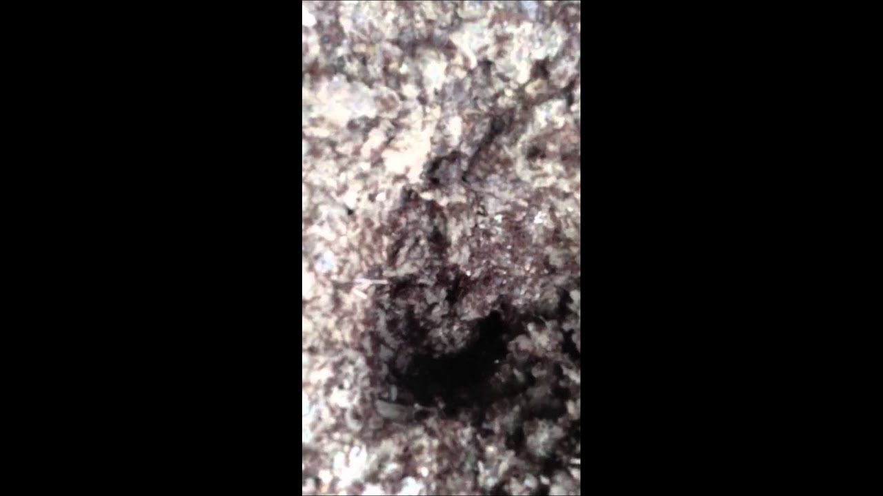 Massive fire ant swarm ants pouring out of hive - YouTube