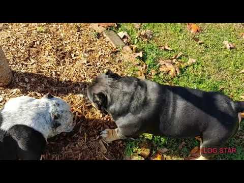 Avoid getting BURNT in the Bully World - YouTube