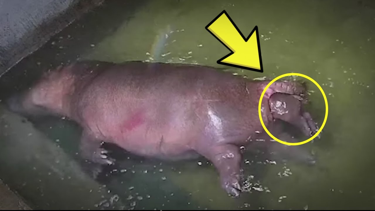 Dallas Zoo Welcomes Newborn Hippo After Two and a Half Hours of Labor ...